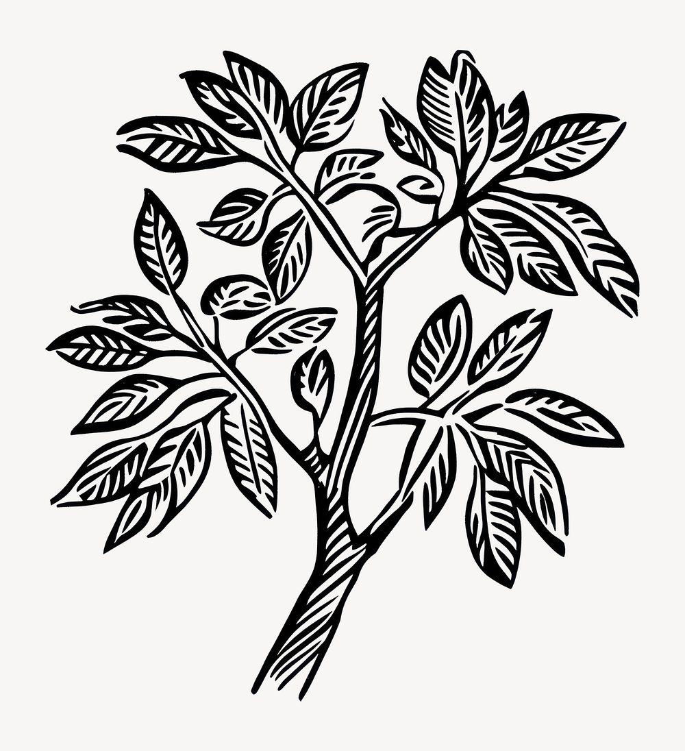 Bay laurel tree drawing art | Free Vector - rawpixel