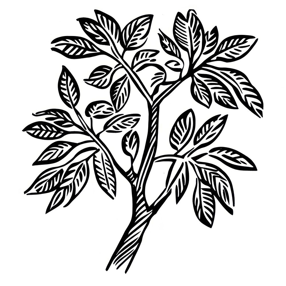 Bay laurel tree drawing art | Free Photo Illustration - rawpixel