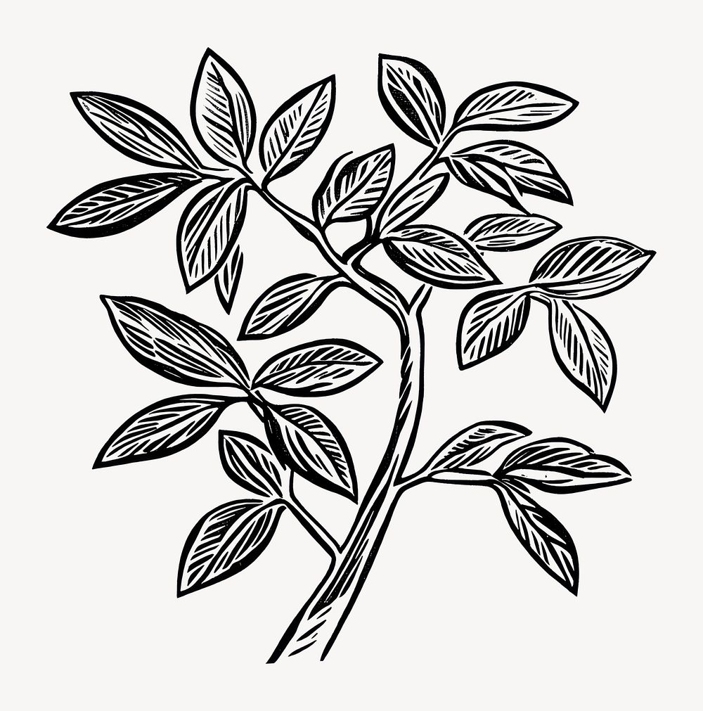 Bay laurel tree drawing art | Free Vector - rawpixel