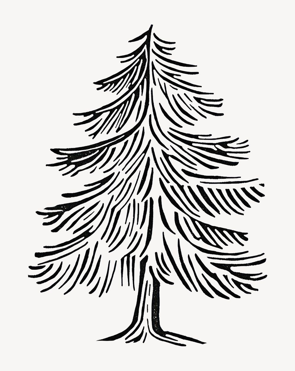 Blue spruce tree drawing art | Free Vector - rawpixel
