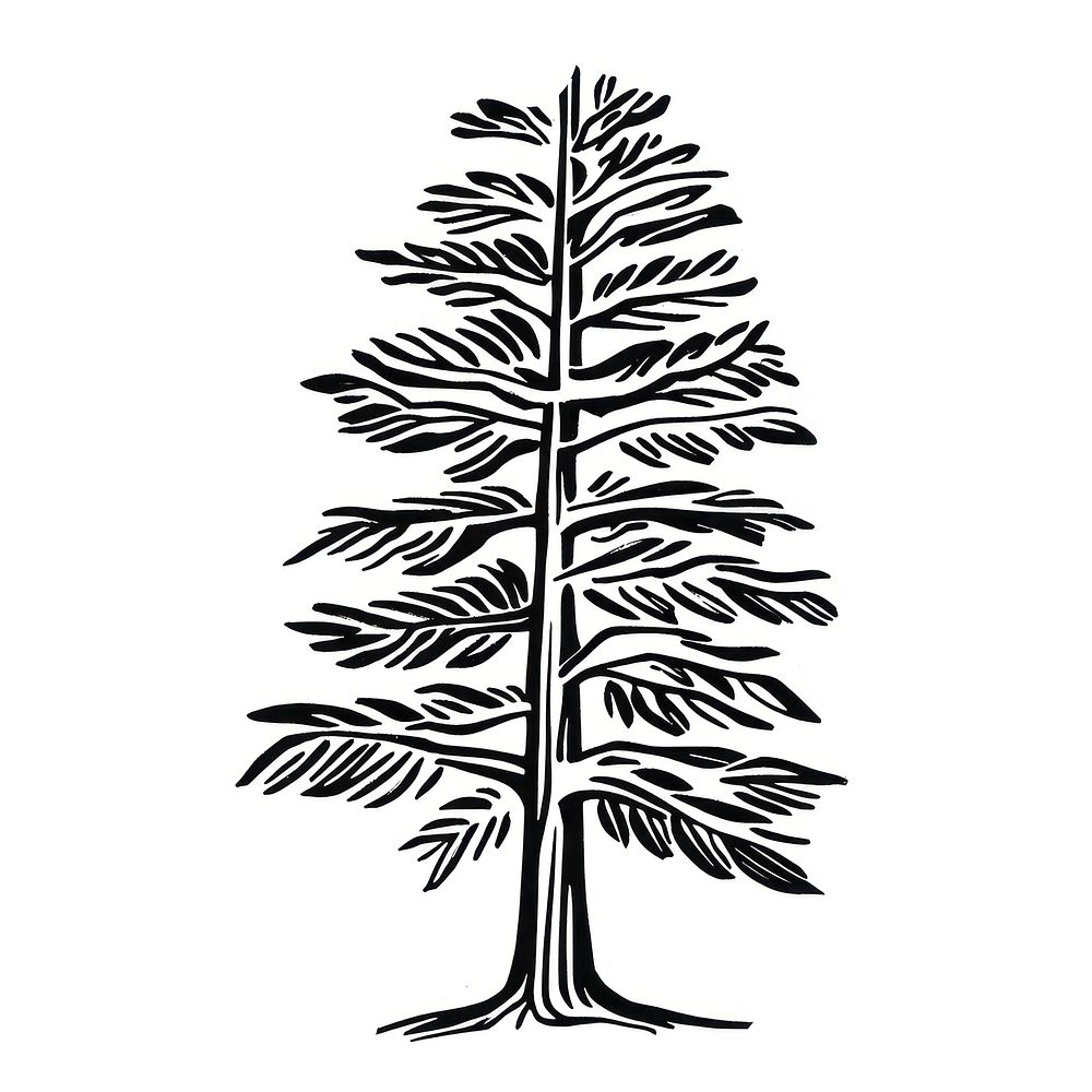 Redwood tree drawing art illustrated. | Free Photo Illustration - rawpixel