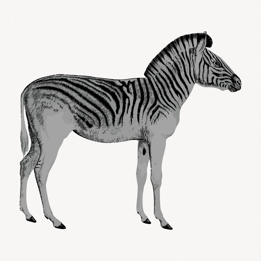 Vintage zebra animal, illustration isolated | Free Vector - rawpixel