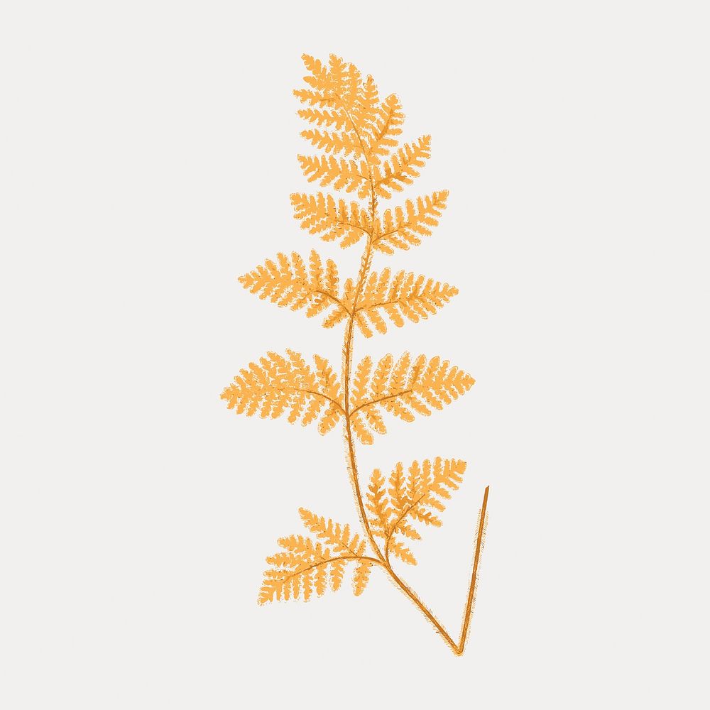 Yellow fern vintage botanical illustration | Free Vector - rawpixel