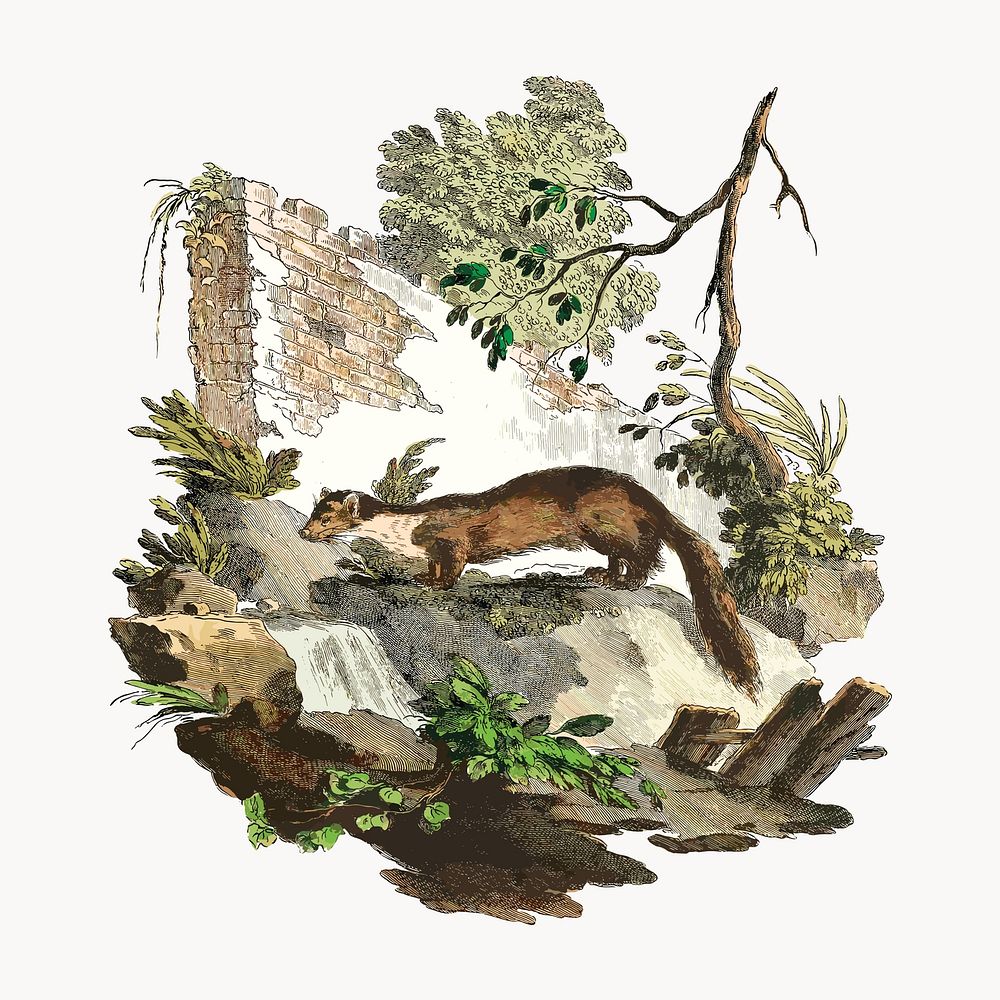 Marten Descrizioni Degli Animali, vintage | Free Vector - rawpixel