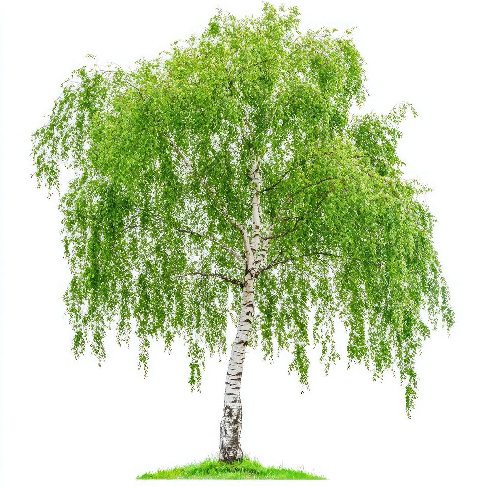 Real green birch tree isolated | Free Photo - rawpixel