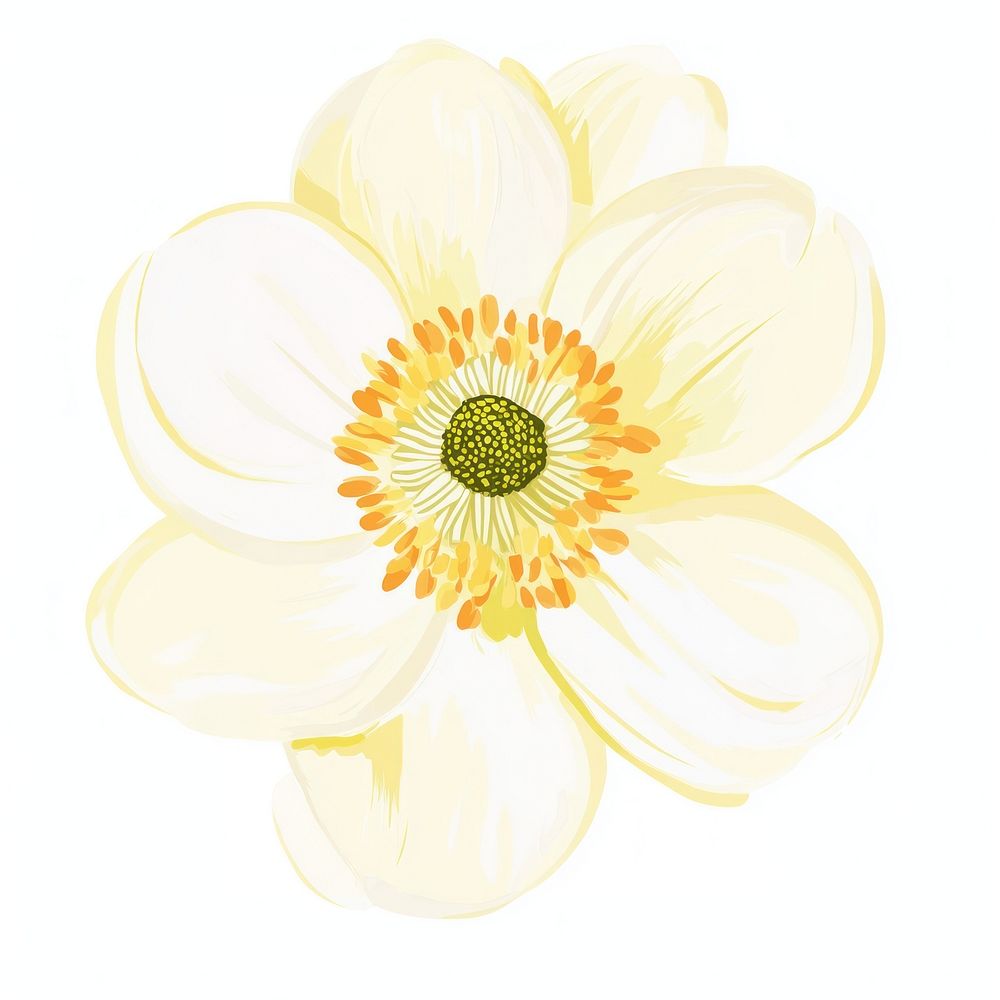 Anemone flower anemone design art. | Free Photo Illustration - rawpixel