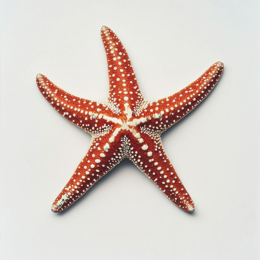 Starfish invertebrate wildlife creature. | Free Photo - rawpixel