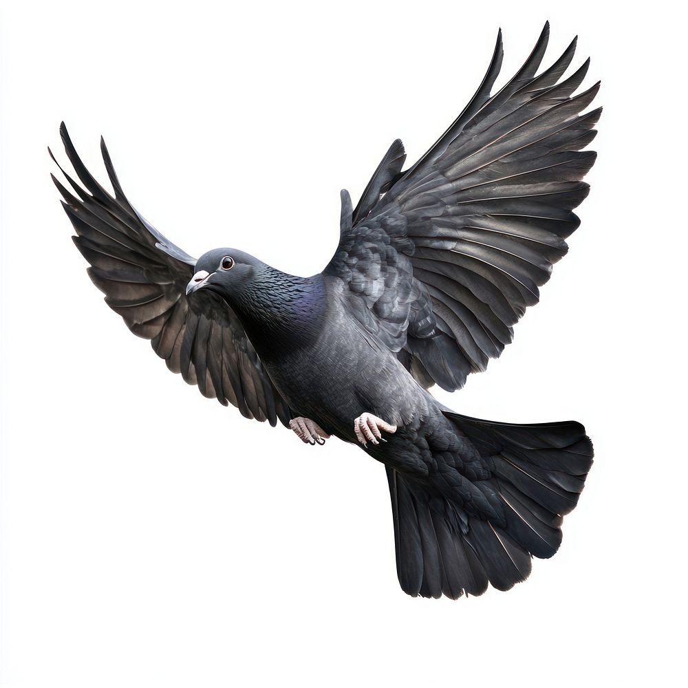 Black dove bird pigeon photography. | Free Photo - rawpixel
