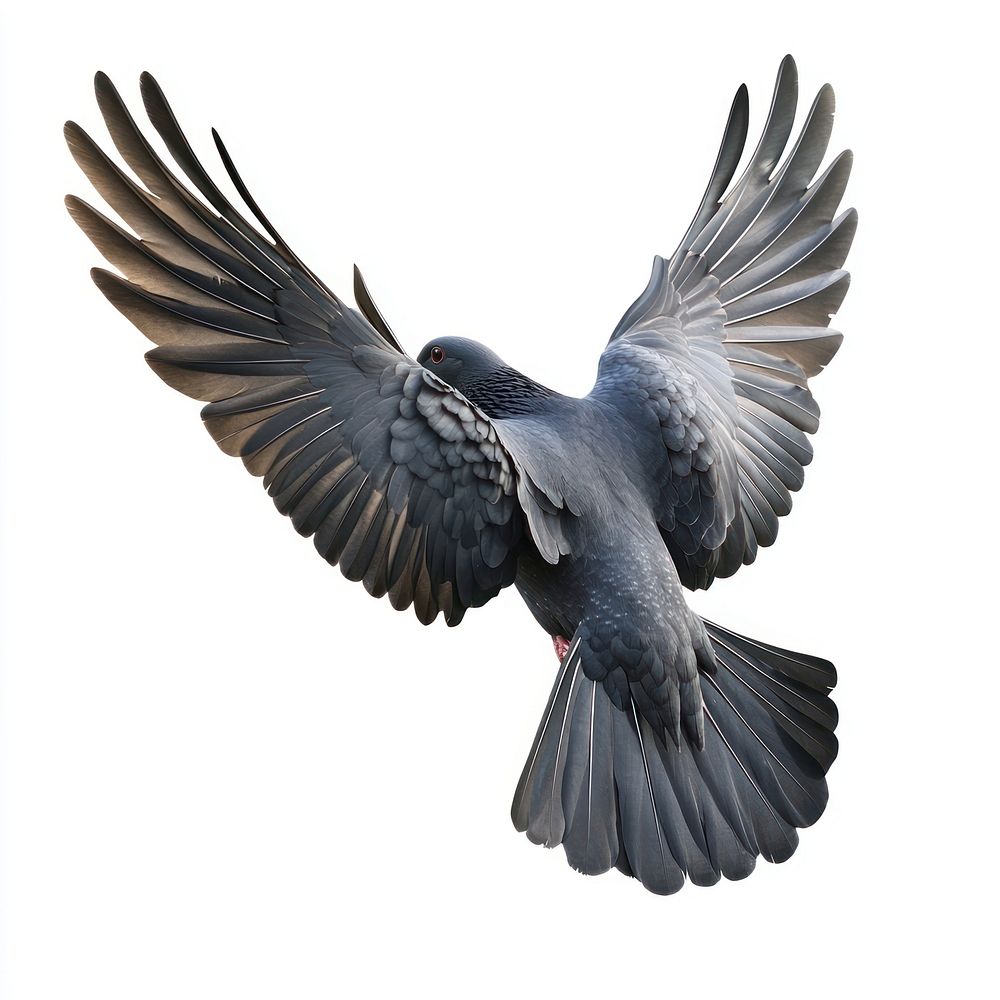 Black dove bird pigeon graceful. | Free Photo - rawpixel