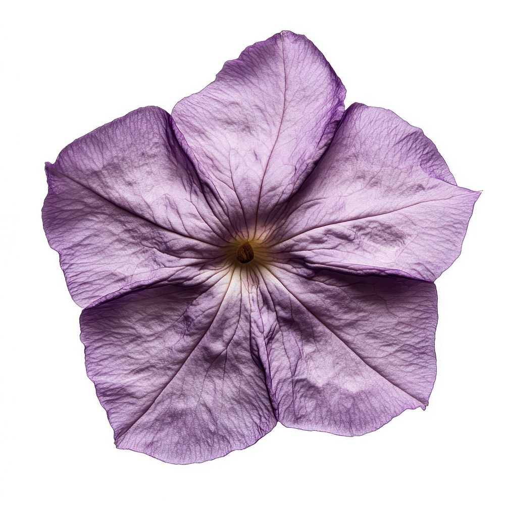 single Petunia petal botanical details | Free Photo - rawpixel