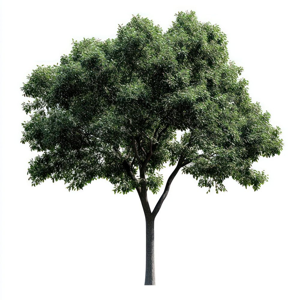 Real dark green tree isolated | Free Photo - rawpixel