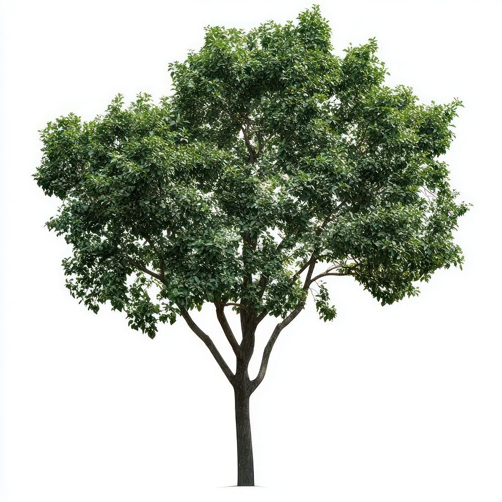 Real dark green tree isolated | Free Photo - rawpixel