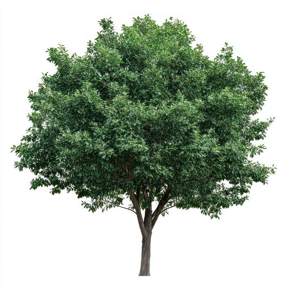 Real dark green tree isolated | Free Photo - rawpixel