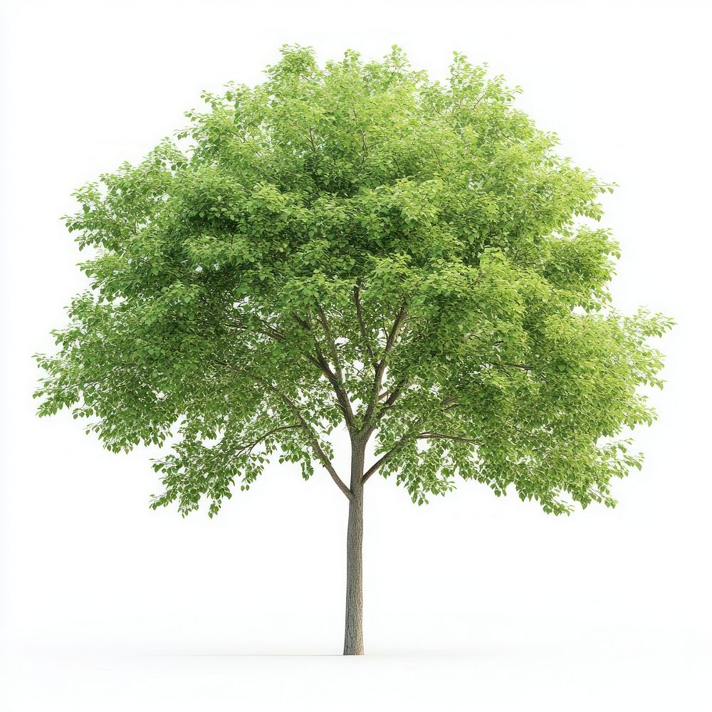 Real light green tree background | Free Photo - rawpixel
