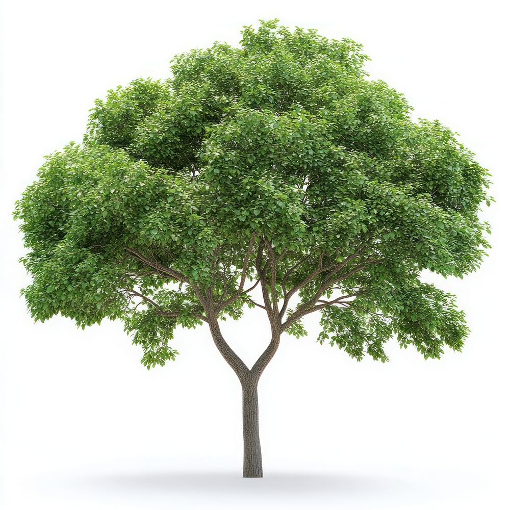 Real light green tree background | Free Photo - rawpixel