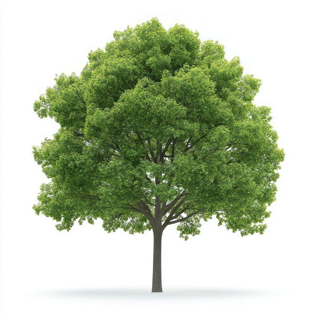 Real light green tree background | Free Photo - rawpixel
