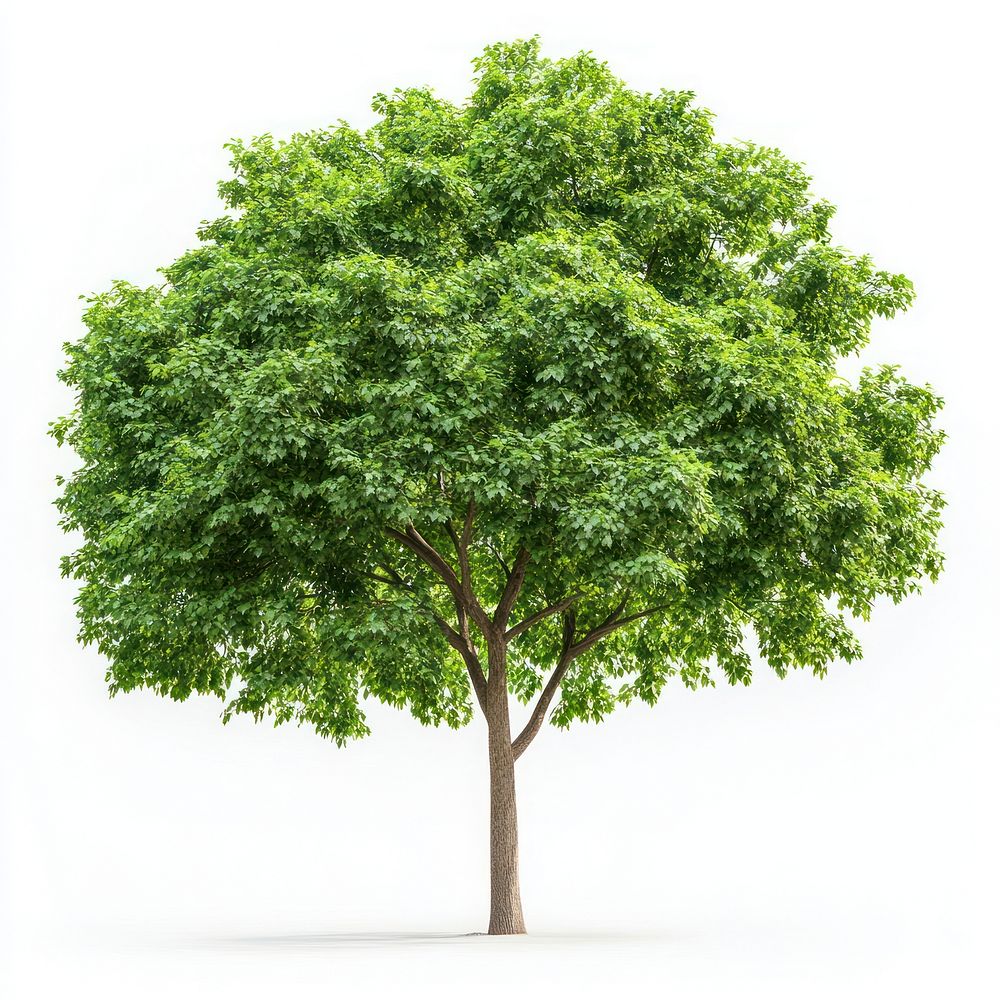 Real lime green tree isolated | Free Photo - rawpixel