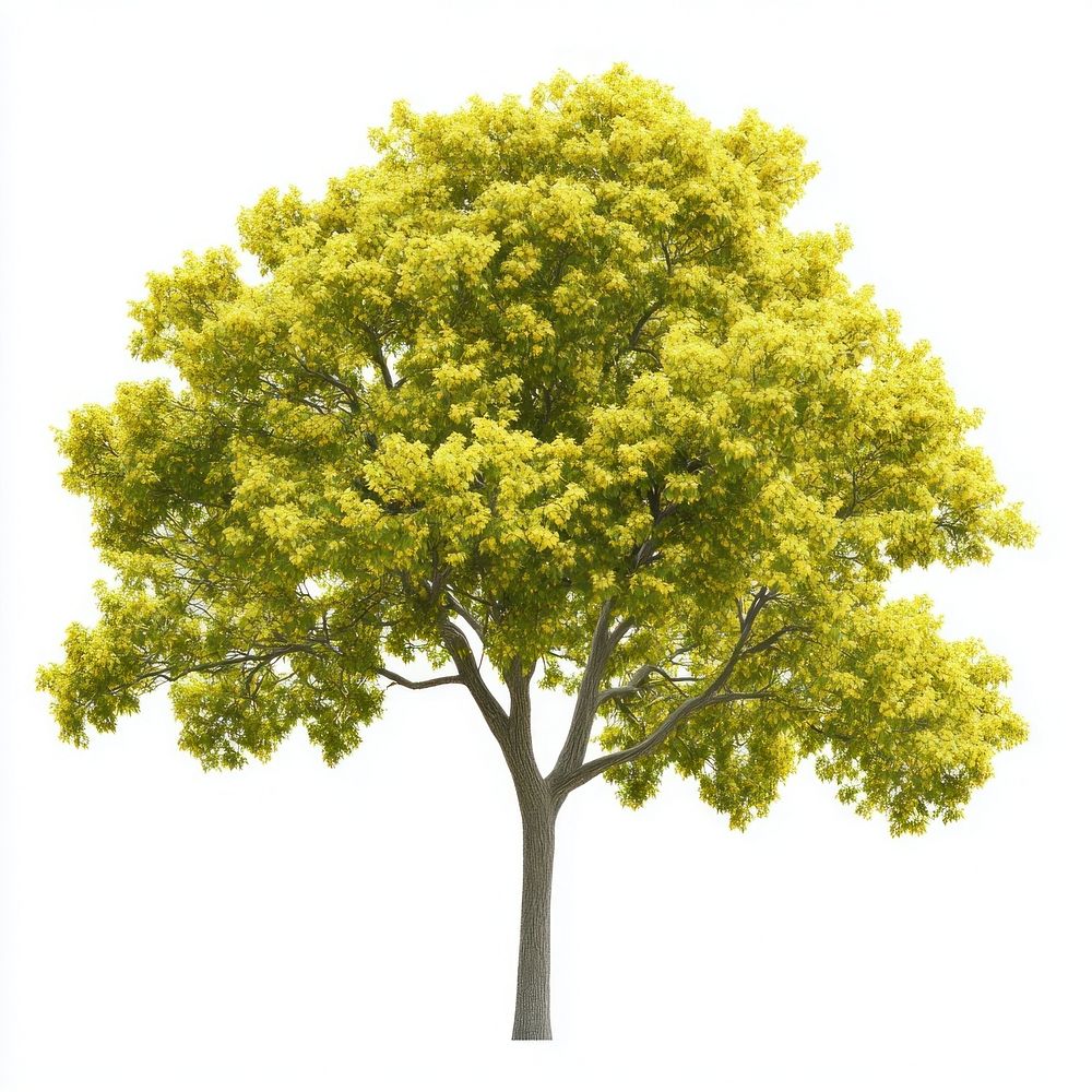 Real yellow green tree illustration | Free Photo - rawpixel