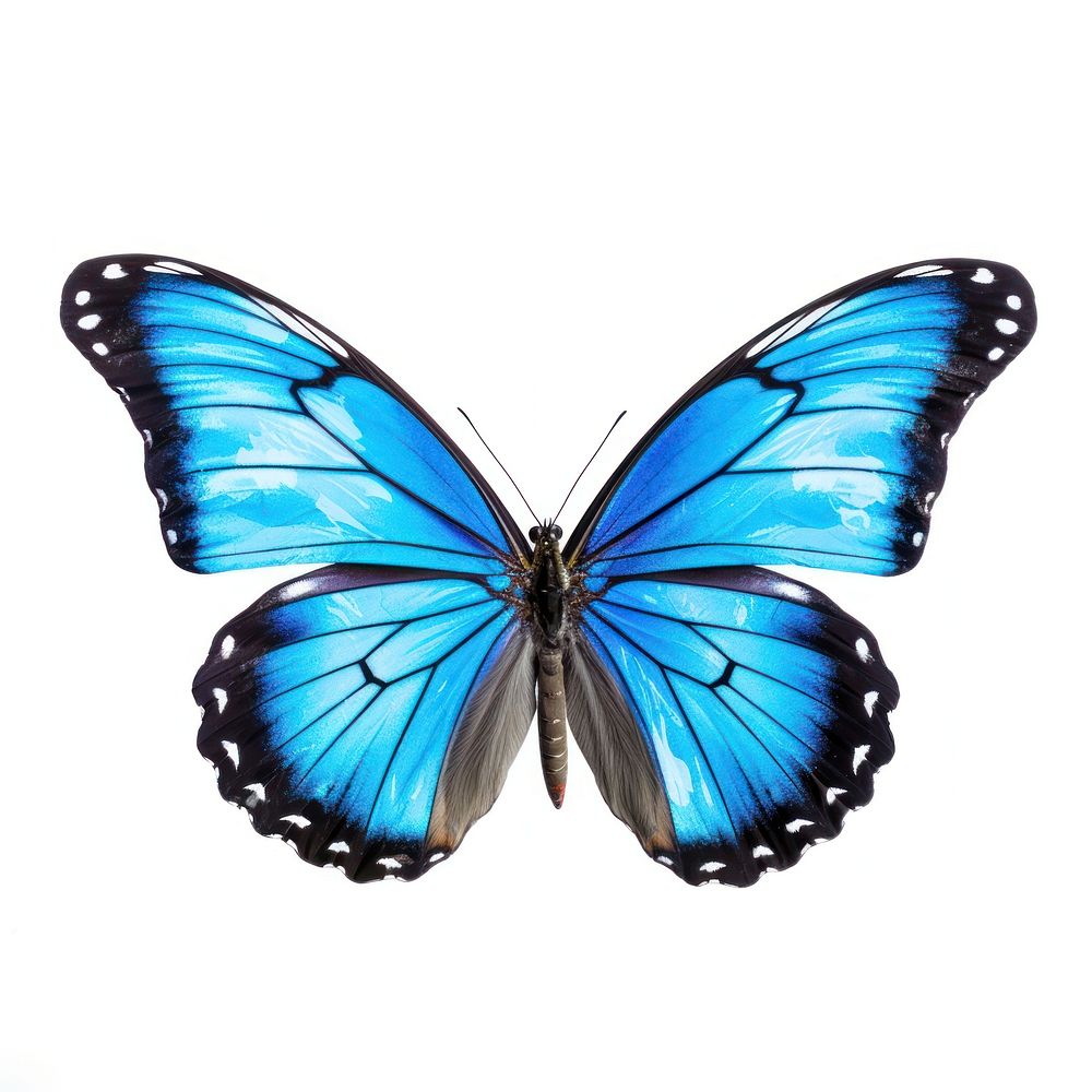 Butterfly butterfly insect wings. | Free Photo - rawpixel