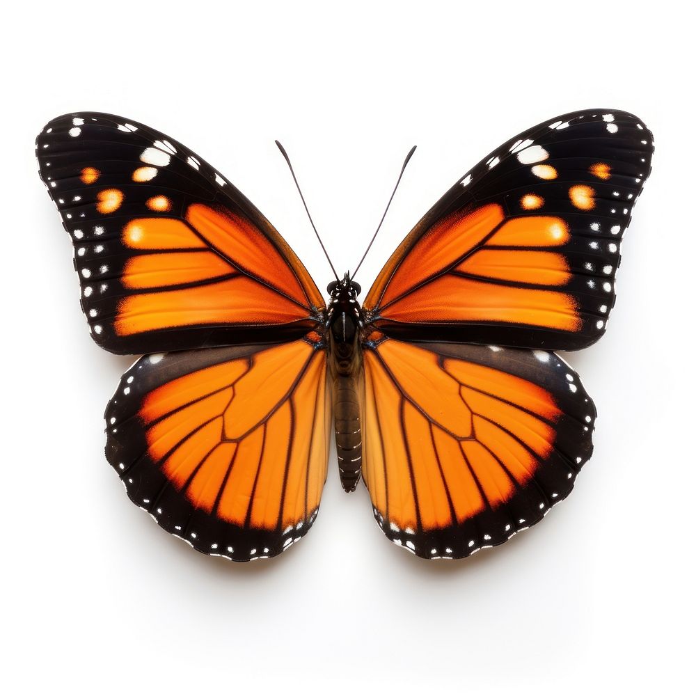 Butterfly butterfly monarch insect. | Free Photo - rawpixel