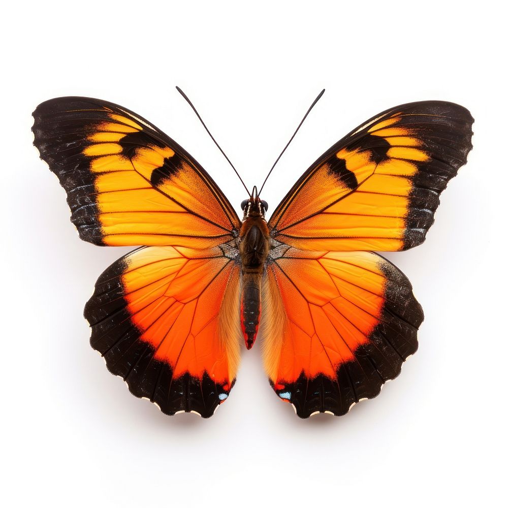 Butterfly butterfly insect orange | Free Photo - rawpixel