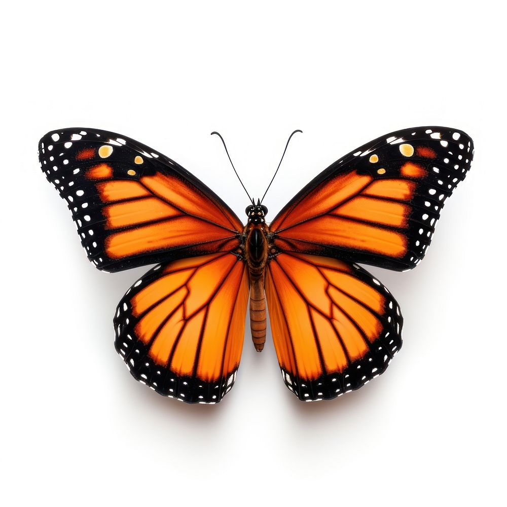 Butterfly butterfly monarch insect | Free Photo - rawpixel