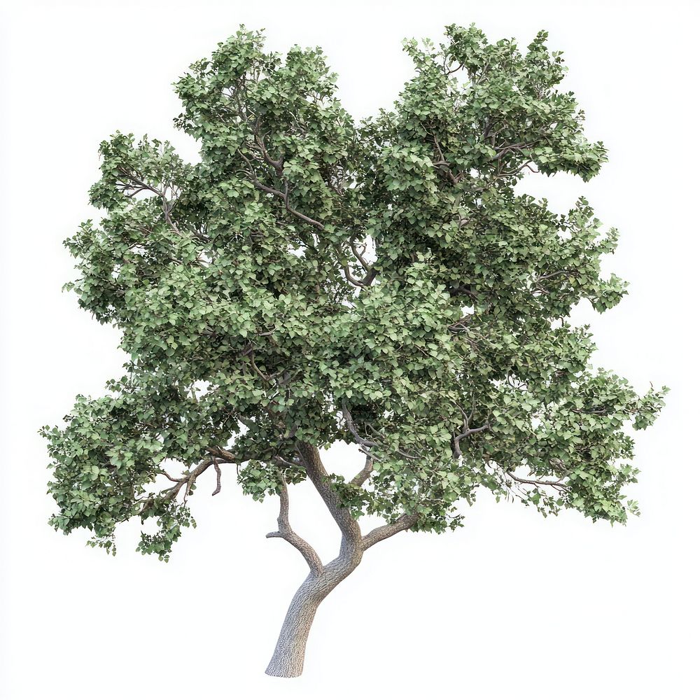 Real oak tree green illustration | Free Photo - rawpixel