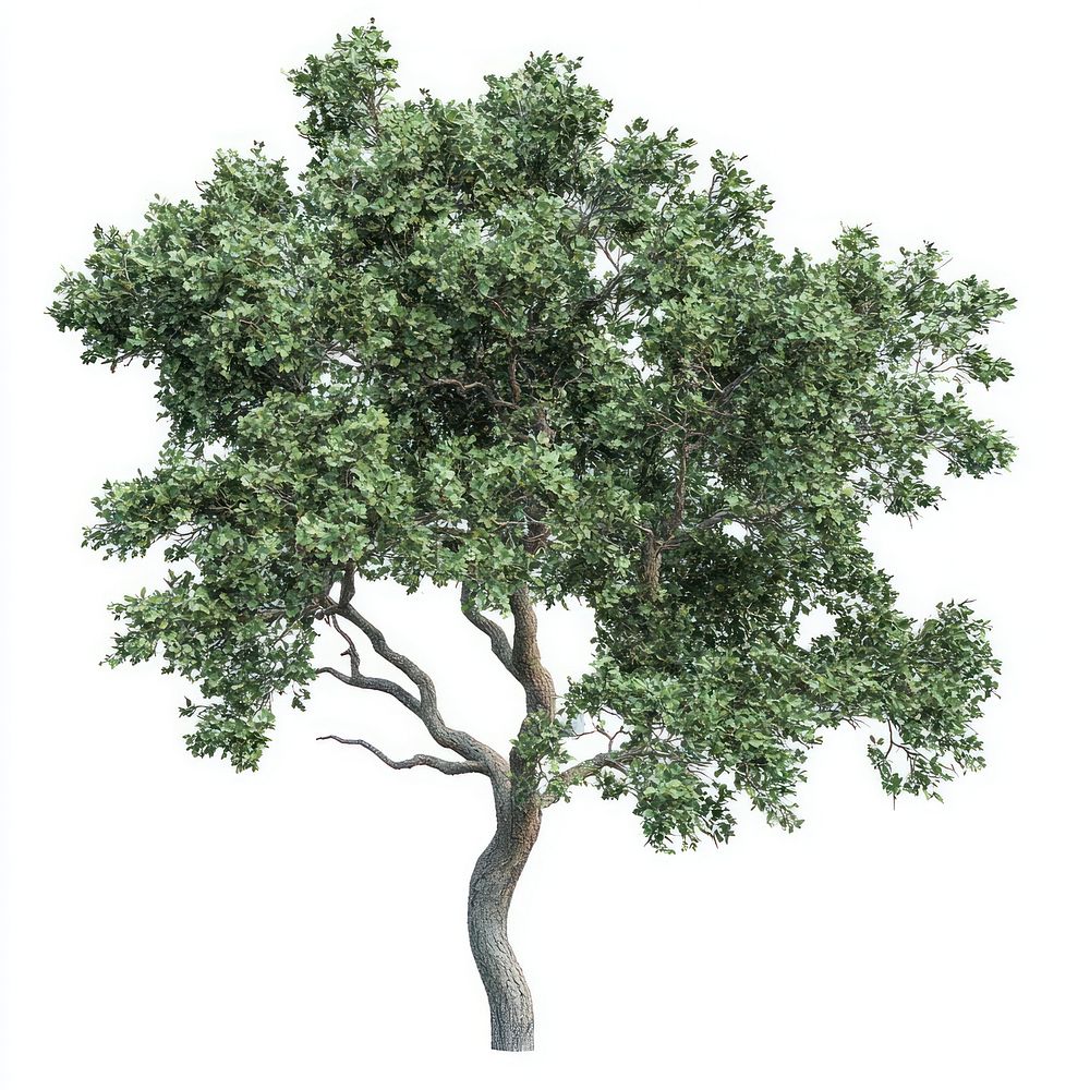 Real oak tree background green | Free Photo - rawpixel