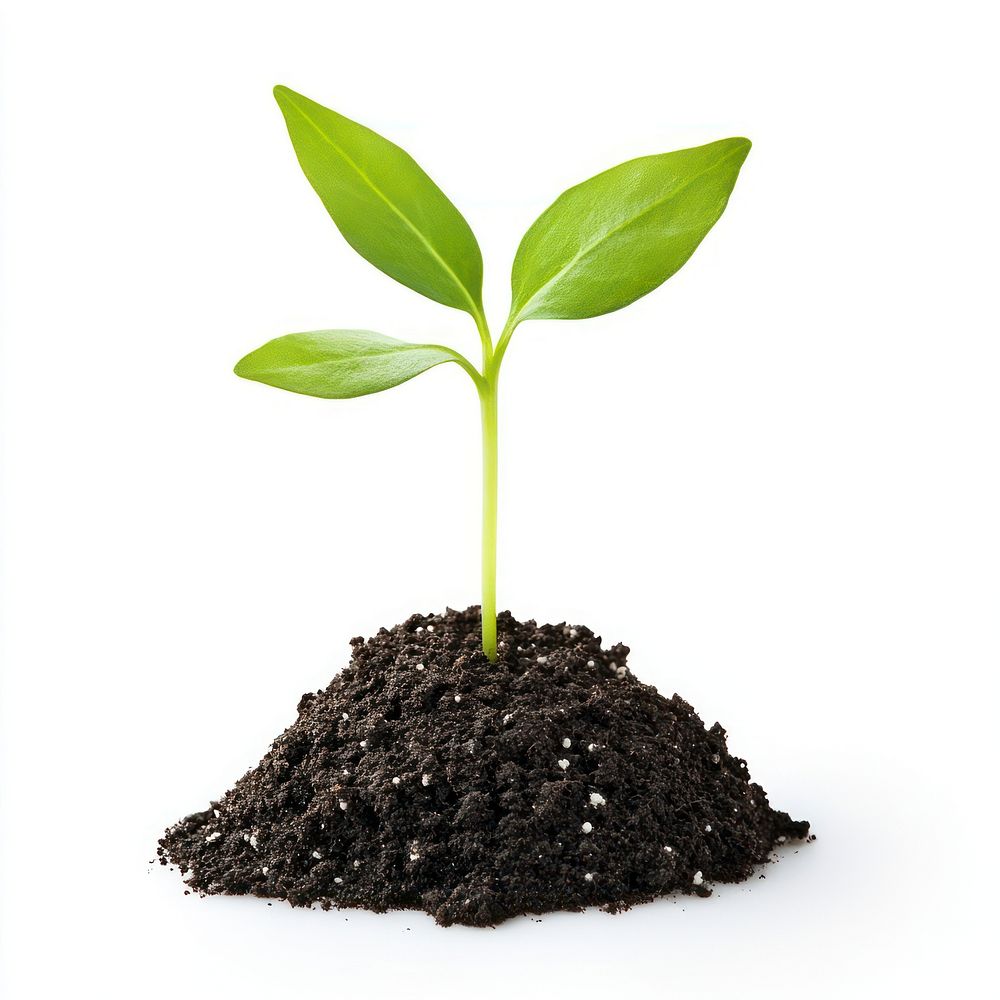 single sprout growing soil leaves | Free Photo - rawpixel