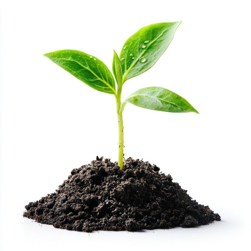 single sprout growing soil leaves | Free Photo - rawpixel