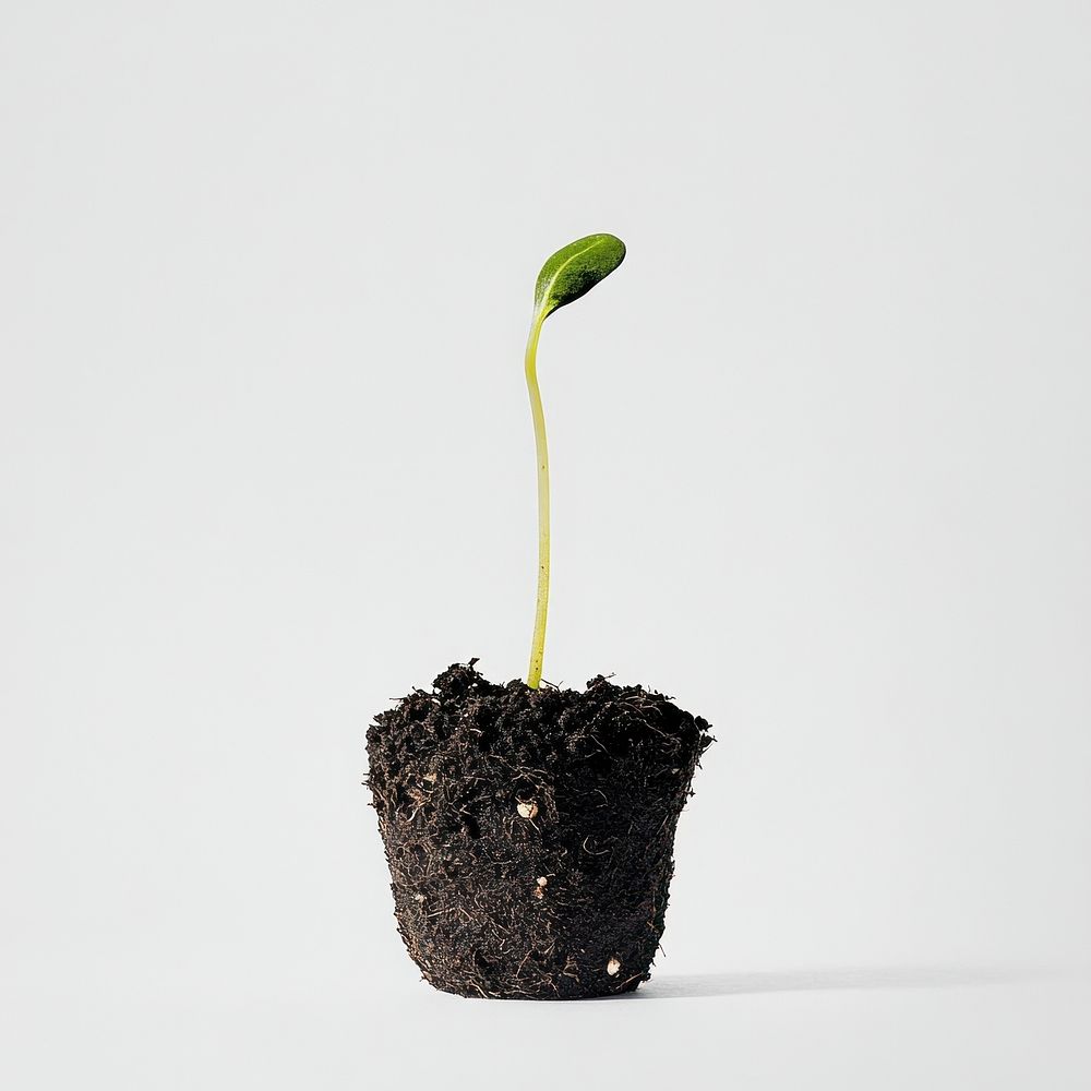 single sprout growing soil isolated | Free Photo - rawpixel