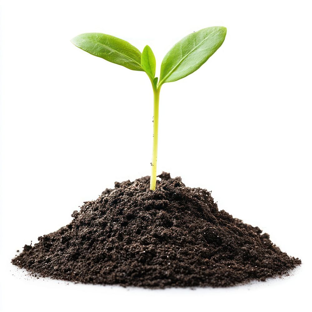 single sprout growing soil leaves | Free Photo - rawpixel