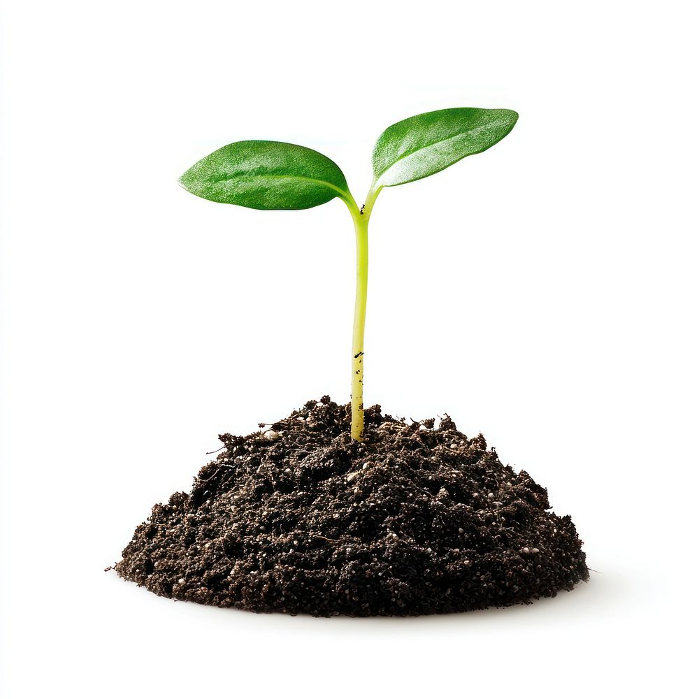 single sprout growing soil plant | Free Photo - rawpixel