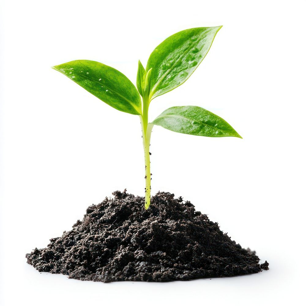 single sprout growing soil leaves | Free Photo - rawpixel
