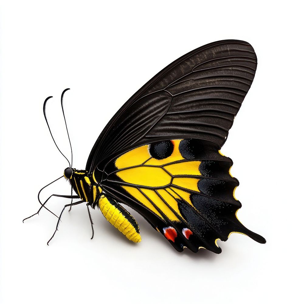 Chimaera birdwing butterfly invertebrate background | Free Photo - rawpixel