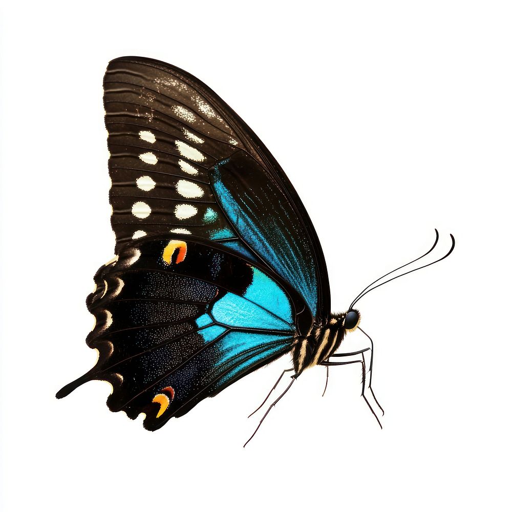 Blue Triangle butterfly invertebrate animal | Free Photo - rawpixel