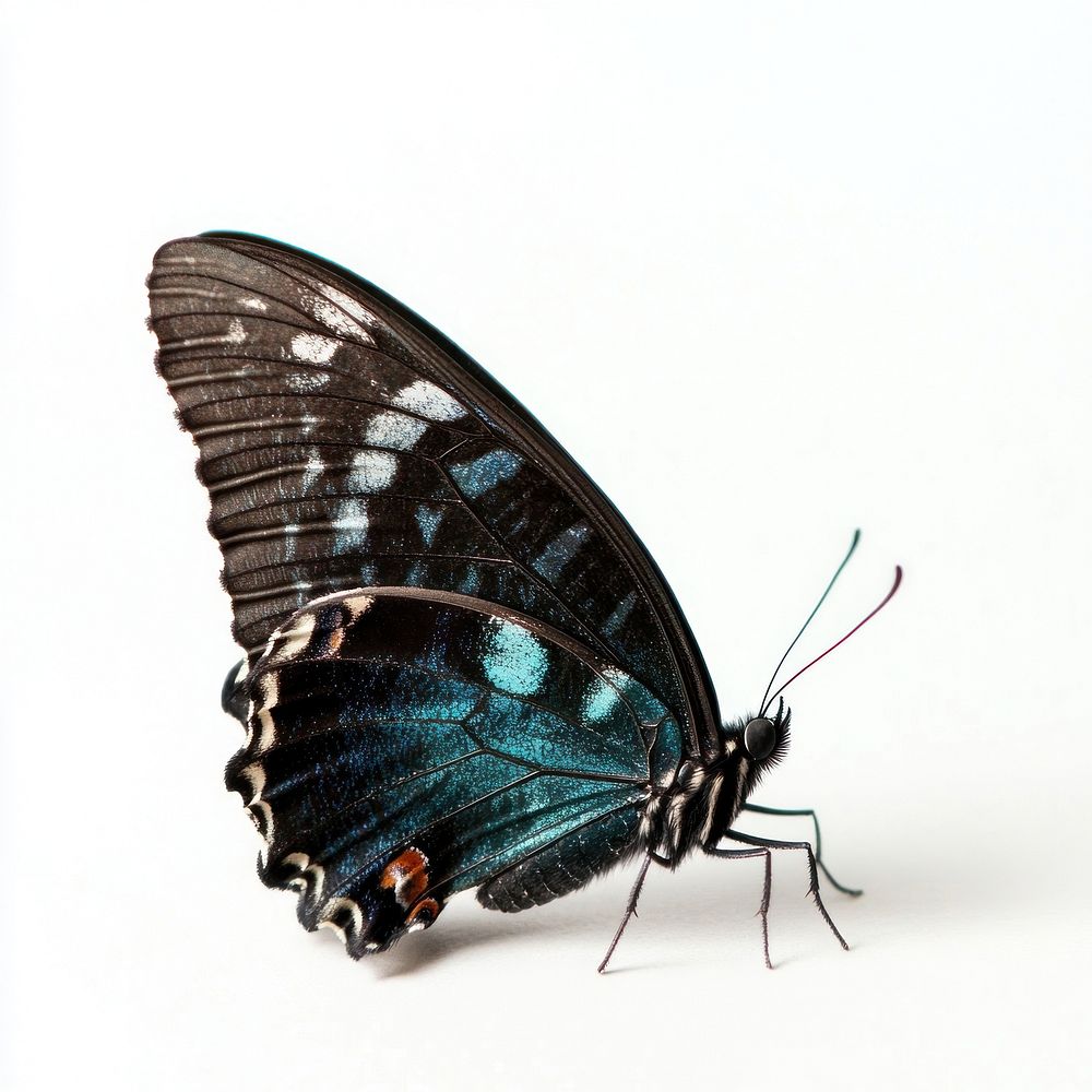 Blue Triangle butterfly invertebrate animal | Free Photo - rawpixel
