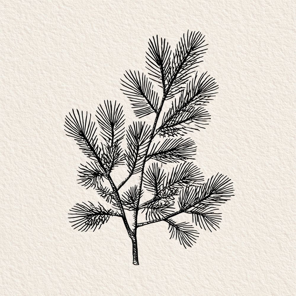 Intricate pine branch illustration | Free Photo Illustration - rawpixel