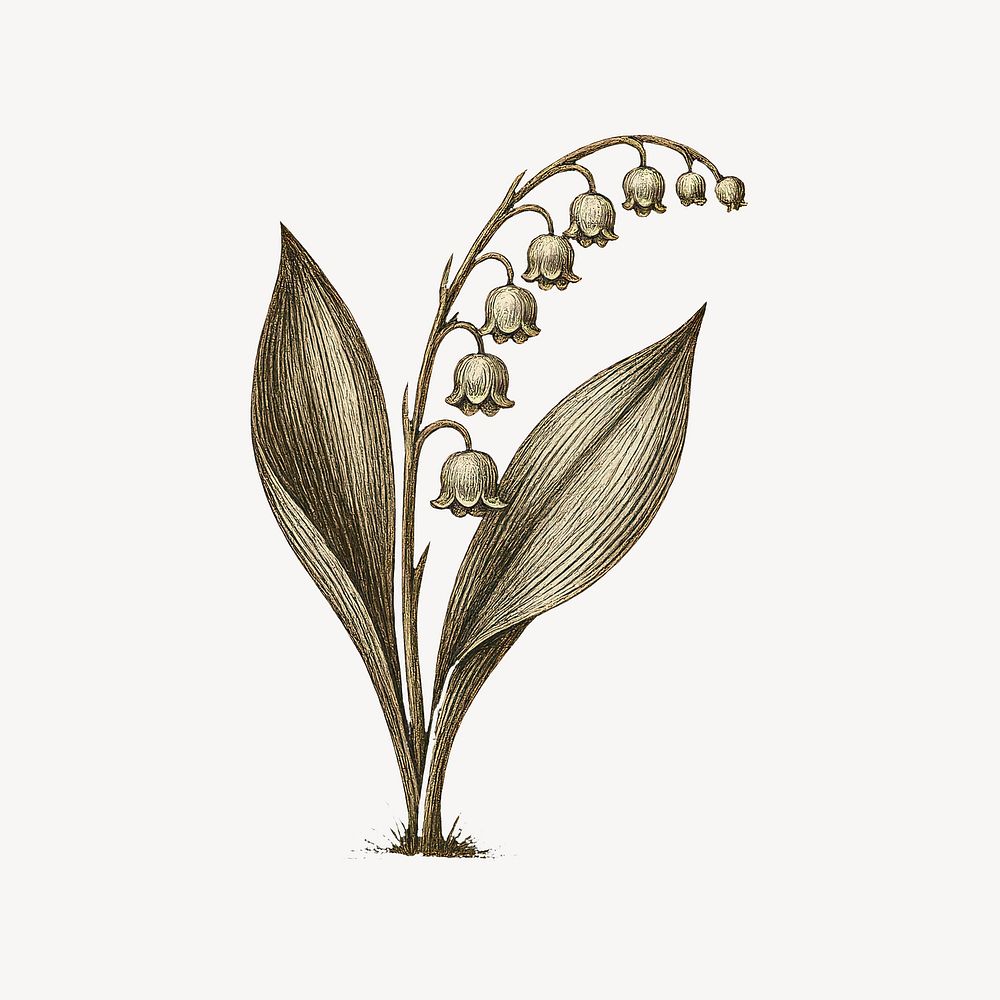 Lily Engraving Floral Background Images | Free Photos, PNG Stickers ...