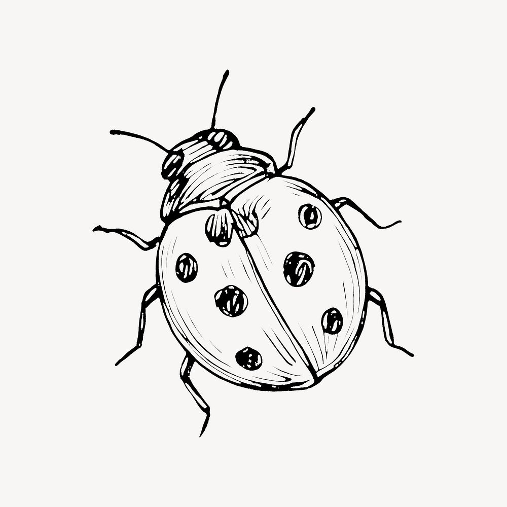 Ladybug Vintage Drawing Insect Aesthetic Images | Free Photos, PNG ...