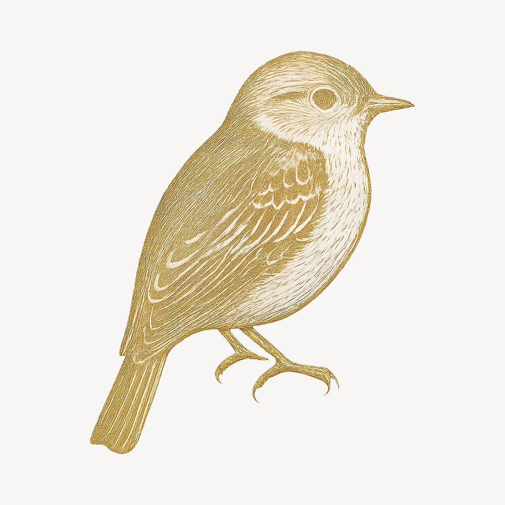 Flycatcher Bird Background Images | Free Photos, PNG Stickers ...