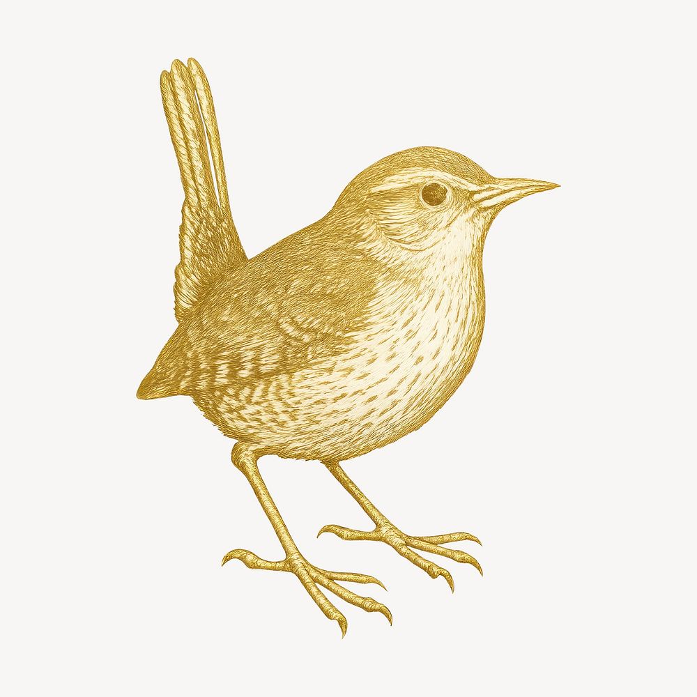 Wren+art Bird Images | Free Photos, PNG Stickers, Wallpapers ...