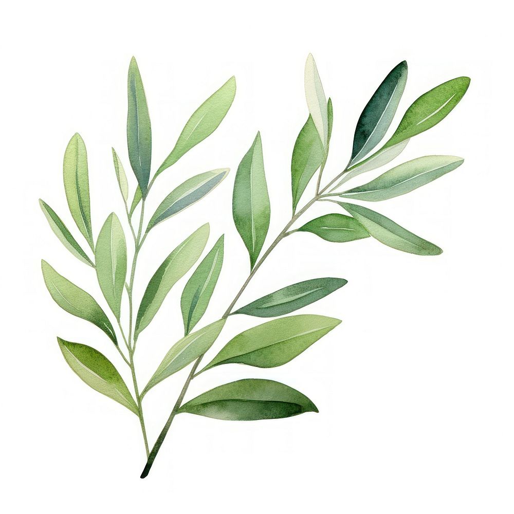 PNG Leaf Line Art Botanical Nature Images | Free Photos, PNG Stickers ...