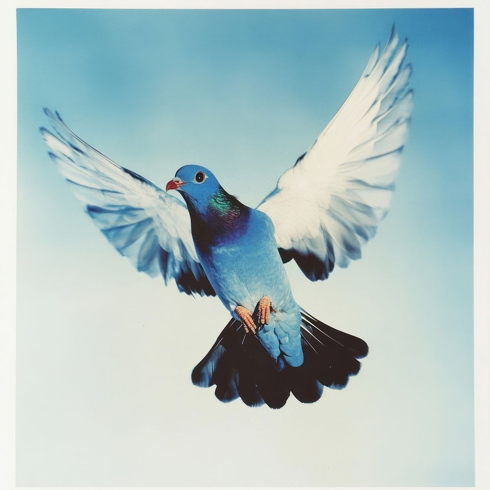 Flying+pigeon Isolated Images | Free Photos, PNG Stickers, Wallpapers ...