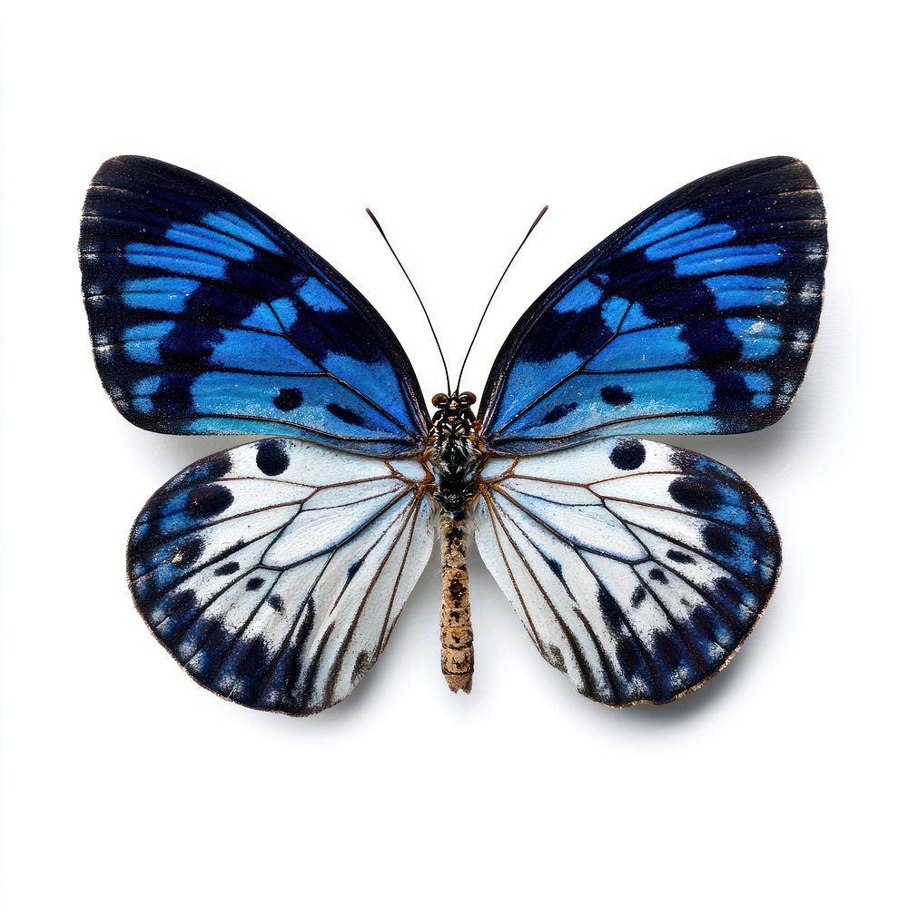 Beauty Close Up Butterfly Images | Free Photos, PNG Stickers ...