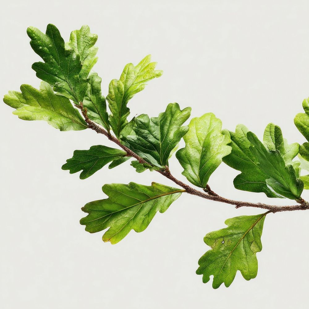 Stem Tree Green Nature Images | Free Photos, PNG Stickers, Wallpapers ...