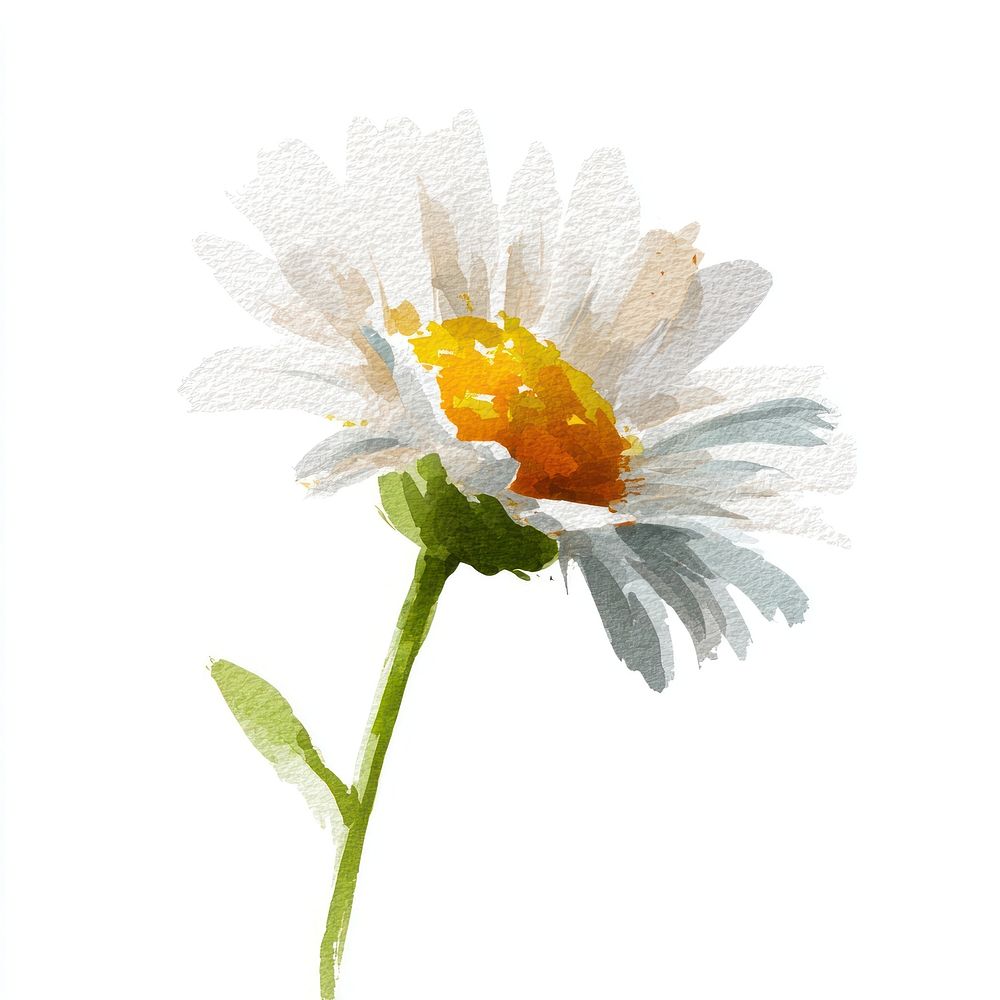 Daisy White Design Texture Images | Free Photos, PNG Stickers ...