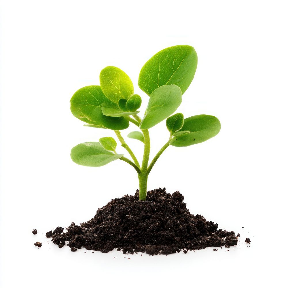 Product Eco Texture Light Soft Natural Images | Free Photos, PNG ...