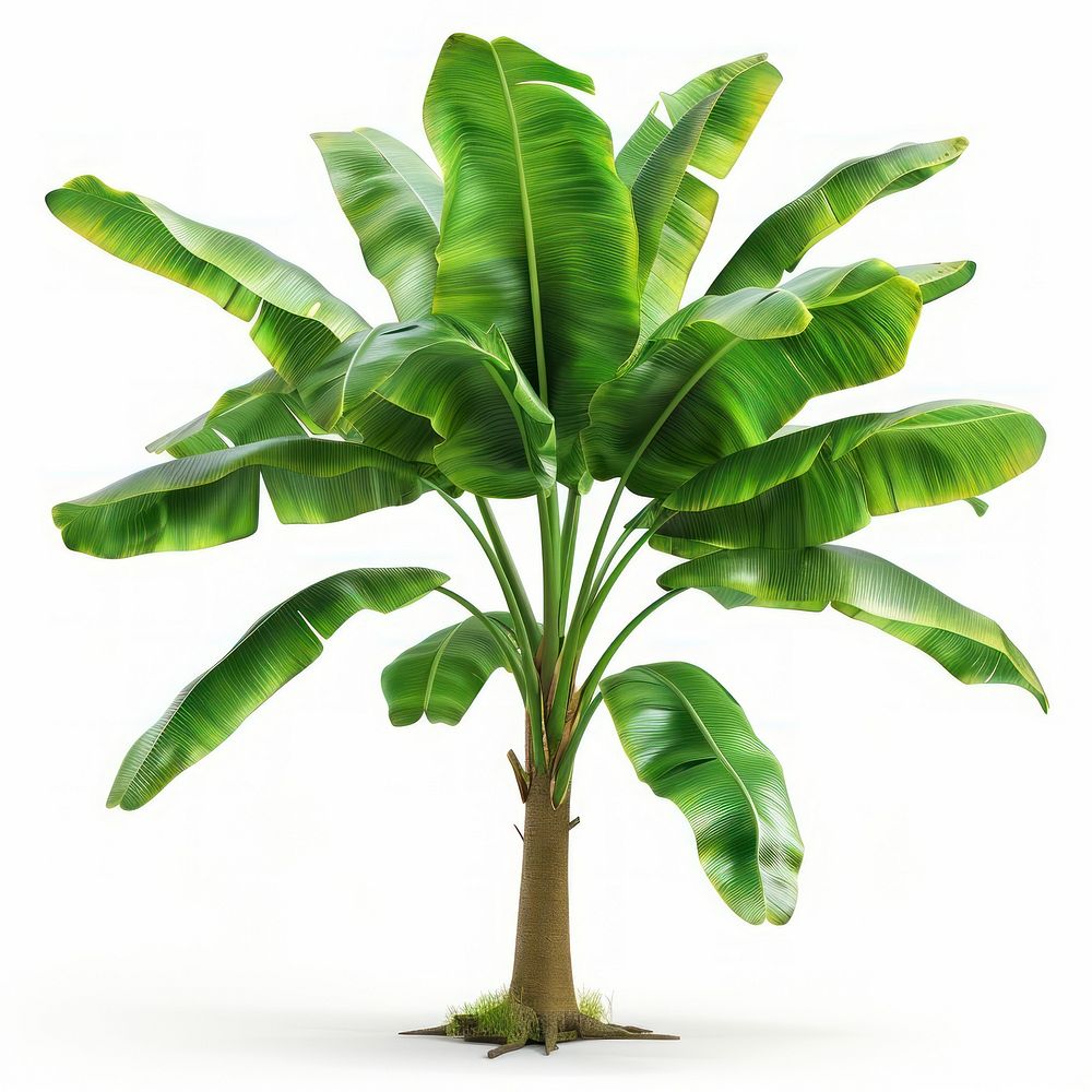 Banana+leaves Nature Tree Images | Free Photos, PNG Stickers ...