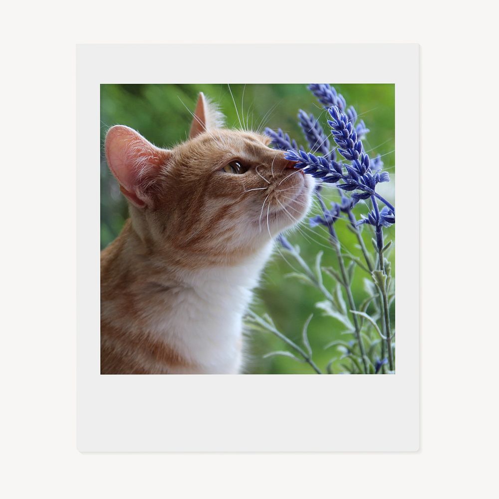 Cat smelling flower instant photo, | Free Photo - rawpixel